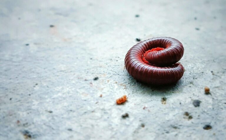 Jak pozbyć się białych robaków w koszu na śmieci